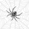 Download Animal Spider PFP