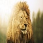 Download Animal Lion PFP