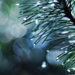 Nature Forum Avatar | Profile Photo - ID: 15635 - Avatar Abyss