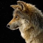 Download Animal Wolf PFP