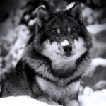 Download Animal Wolf PFP