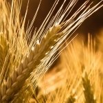 Download Nature Wheat PFP