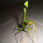 Praying Mantis PFP