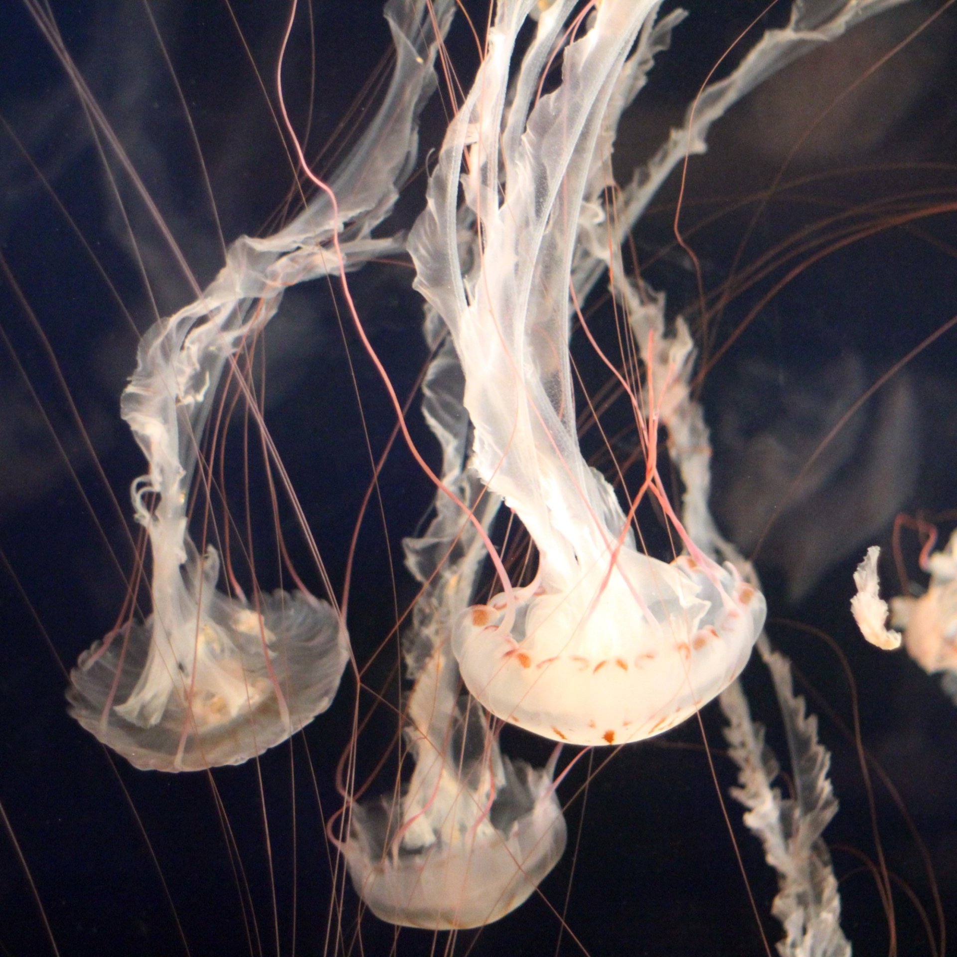 Download Sea Life Underwater Jellyfish Animal PFP