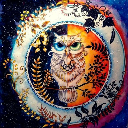 Download Animal Owl PFP