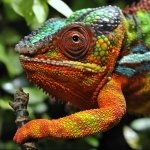 Download Animal Chameleon PFP