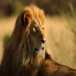 Download Animal Lion PFP