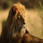 Download Animal Lion PFP