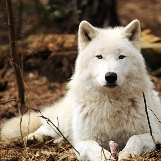 Download Animal Wolf PFP