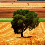 Download Nature Tree PFP