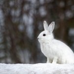 Download Animal Hare PFP