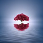 Download Lonely Tree Tree Artistic PFP