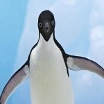 Download Animal Penguin PFP