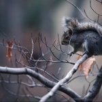 Download Animal Squirrel PFP