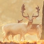 Download Animal Deer PFP