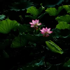 Water Lily PFP