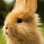 Download Animal Rabbit PFP