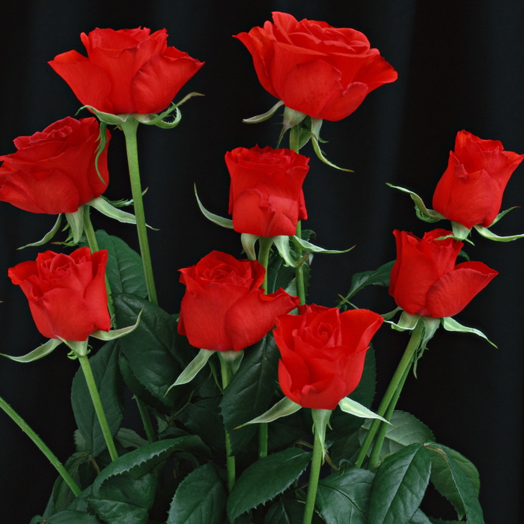 Download Nature Rose PFP