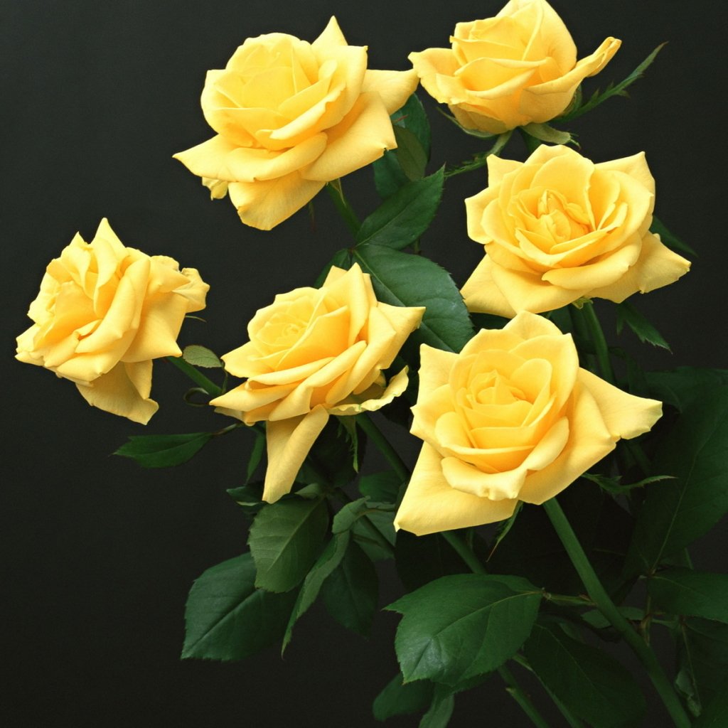 Download Nature Rose PFP