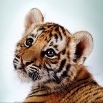 Download Animal Tiger PFP
