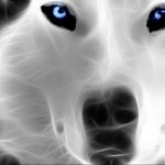 Download Animal Wolf PFP