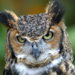 Download Animal Owl PFP