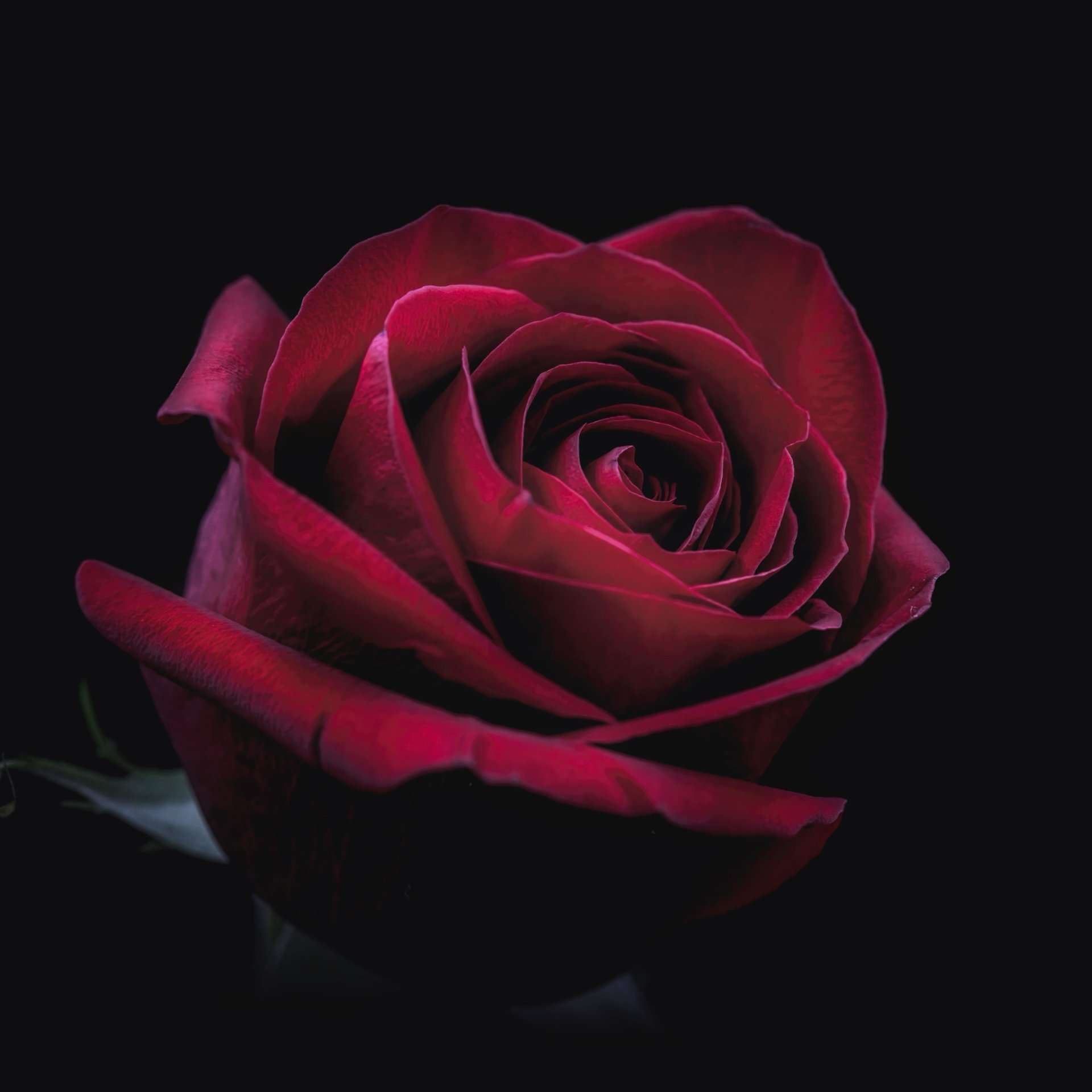 Download Red Rose Rose Flower Nature PFP