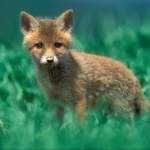 Download Animal Fox PFP