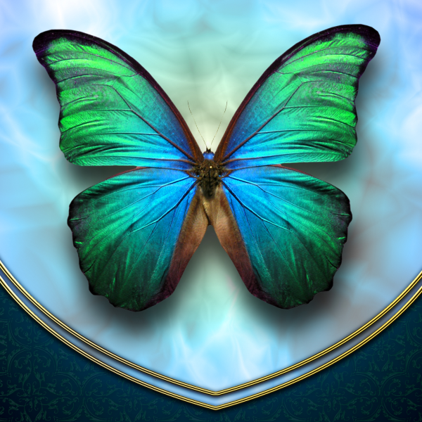 Download Butterfly Animal PFP