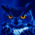 Owl Pfp