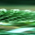 Download Nature Plant PFP