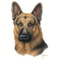 Download Animal German Shepherd PFP