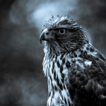 Download Animal Eagle PFP