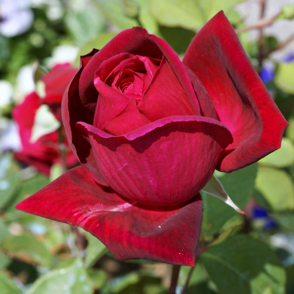 Download Rose Flower Nature Spring Red Rose Red Flower PFP