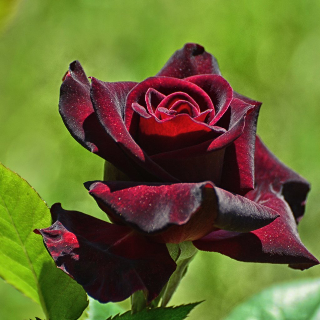 Download Macro Red Rose Rose Nature PFP