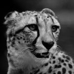 Download Animal Cheetah PFP