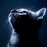 Download Animal Cat PFP