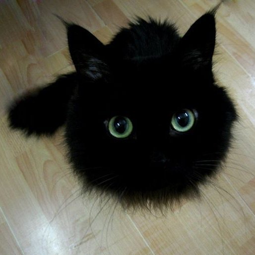 Download Animal Cat PFP