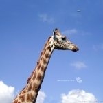 Download Animal Giraffe PFP