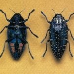 Download Animal Beetle PFP