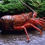 Download Animal Crustacean PFP