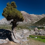 Download Nature Twisted Tree PFP