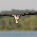 Osprey (bird) - Desktop Wallpapers, Phone Wallpaper, PFP, Gifs, and More!