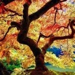 Download Nature Tree PFP