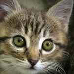 Download Animal Cat PFP