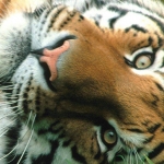 Download Animal Tiger PFP