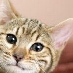 Download Animal Cat PFP