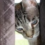 Download Animal Cat PFP