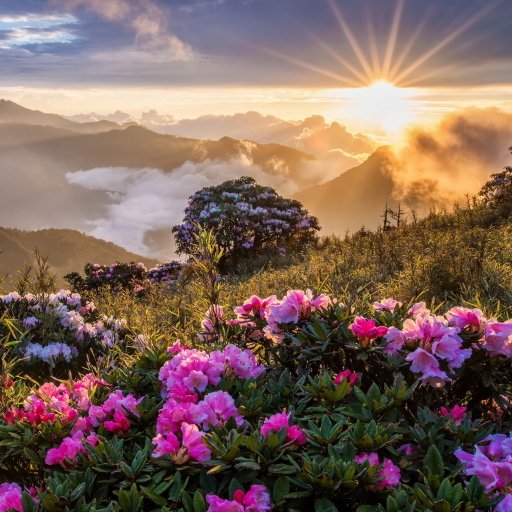Download Landscape Nature Flower Pink Flower Sun Sunbeam PFP