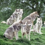 Download Animal Wolf PFP